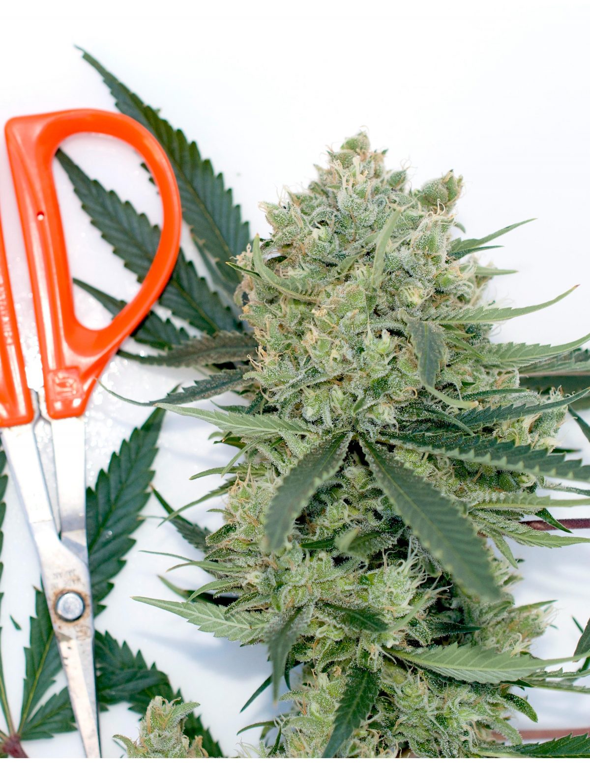 Premium Cannabis Strains - Culture and Cultivars - Bay Area Craft